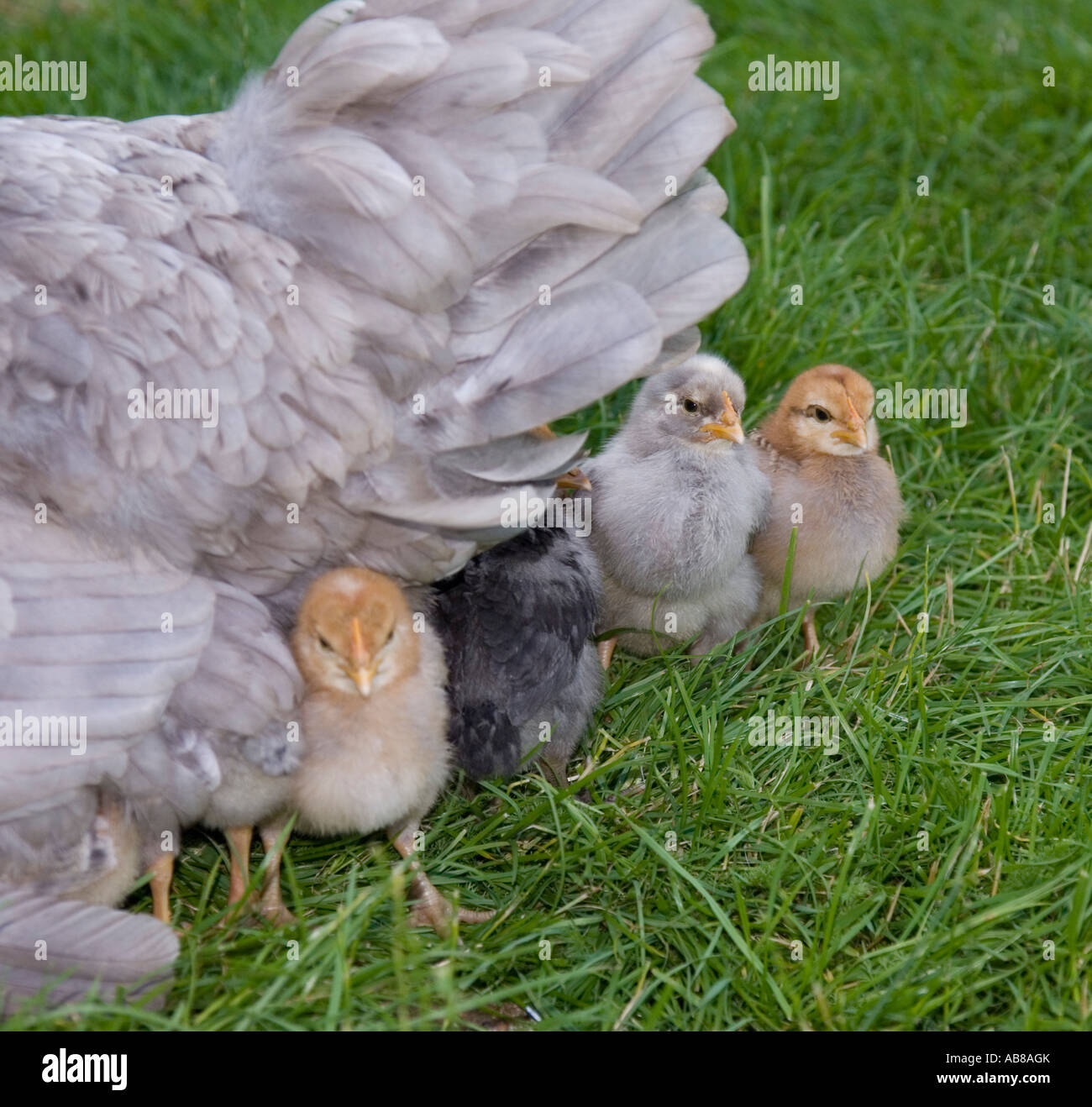Hen chicks under wing hi-res stock photography and images - Alamy