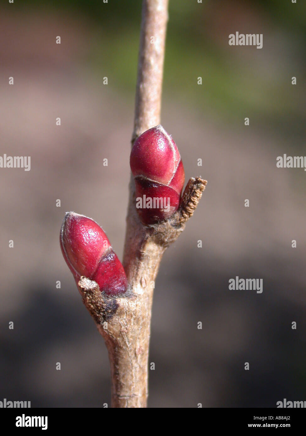 Japanese Hazel (Corylus sieboldiana), buds Stock Photo - Alamy
