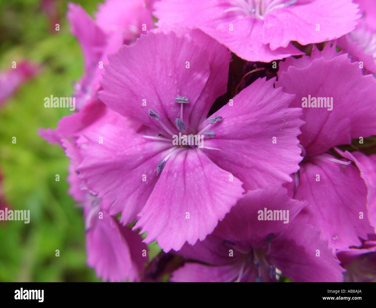 sweet-william (Dianthus barbatus), flower Stock Photo - Alamy