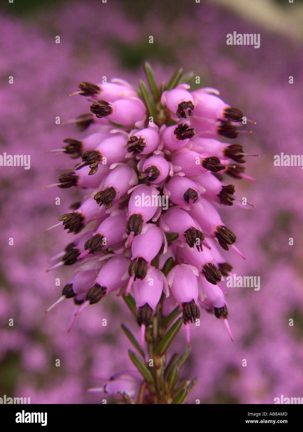 winter heath (Erica carnea), inflorescence Stock Photo - Alamy
