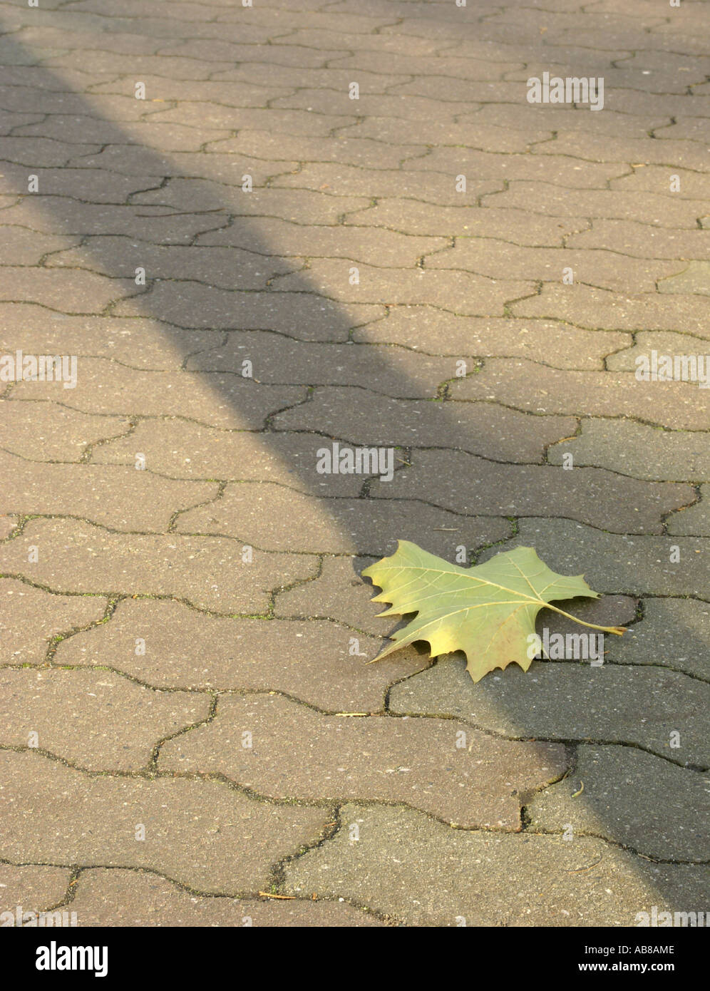 maple leaf in autumn colour lying on floor Stock Photo - Alamy