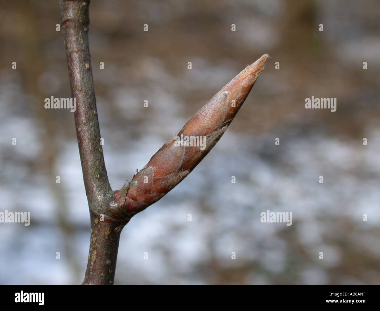 common beech (Fagus sylvatica), bud in winter Stock Photo - Alamy