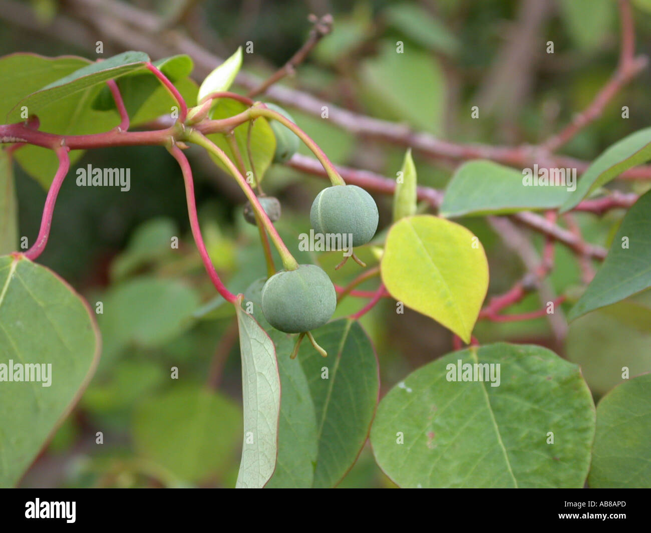 Homalanthus populneus hi-res stock photography and images - Alamy