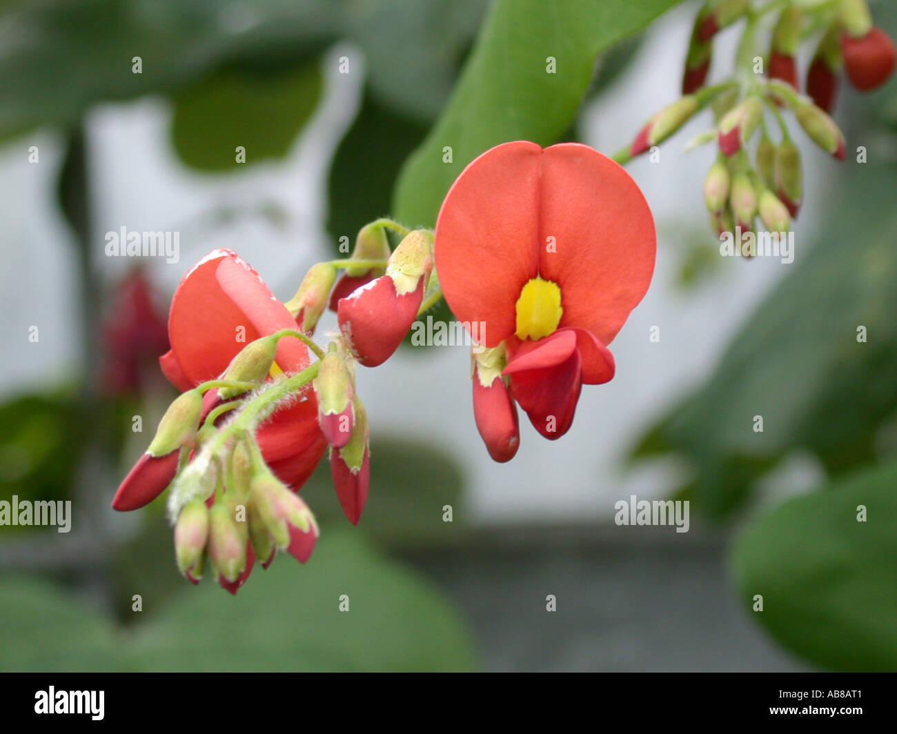 scarlet coral pea (Kennedia prostrata), flowers and buds, distribution ...