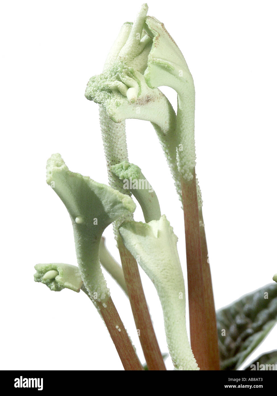 emerald ripple peperomia (Peperomia caperata), inflorescences Stock ...