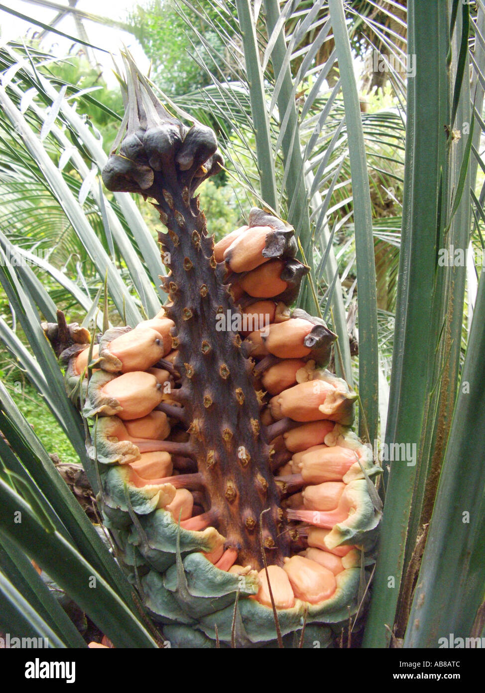 Cycad trees hi-res stock photography and images - Alamy