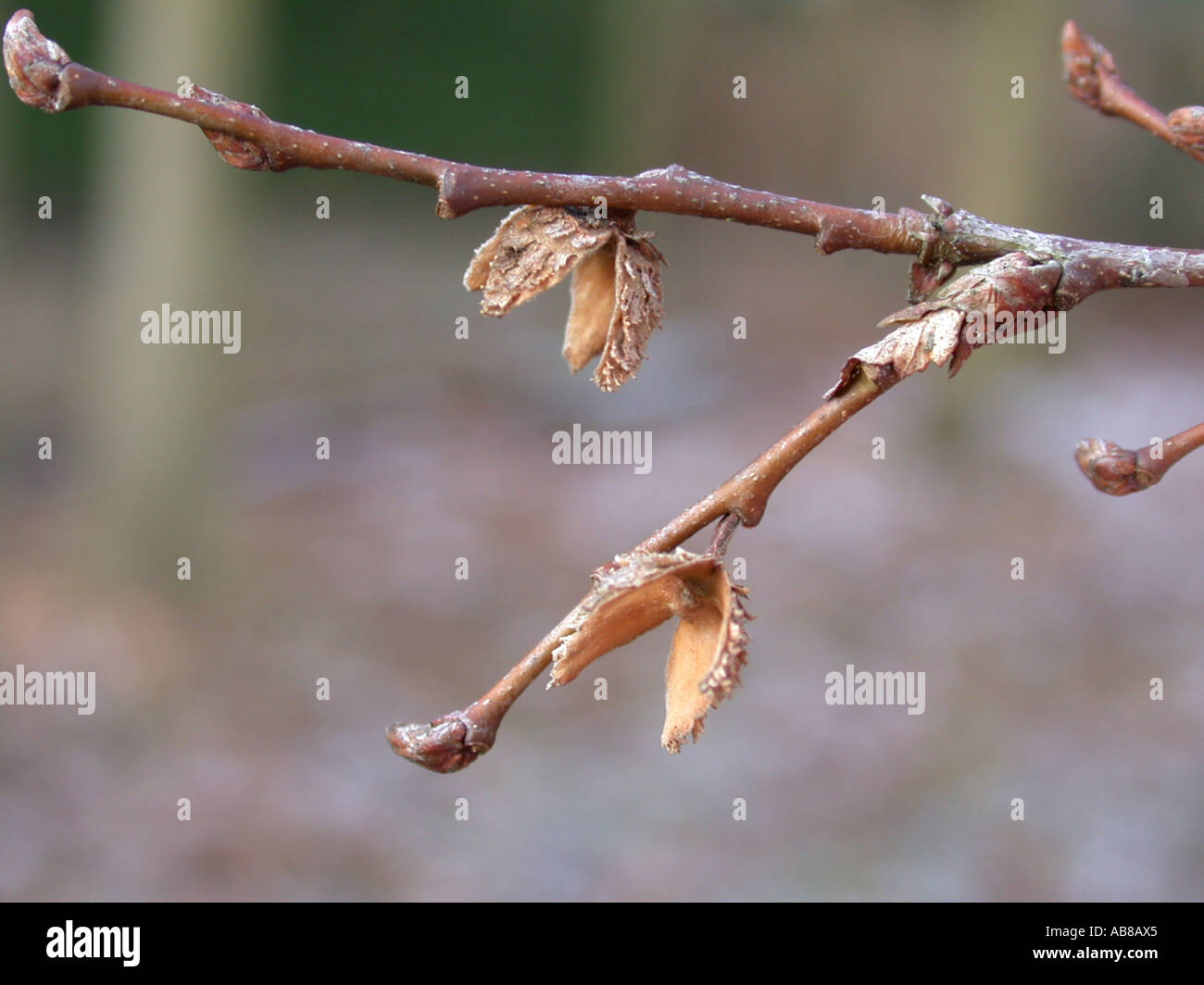 Roble, Roble Beech (Nothofagus obliqua), twigs with empty cupules Stock ...