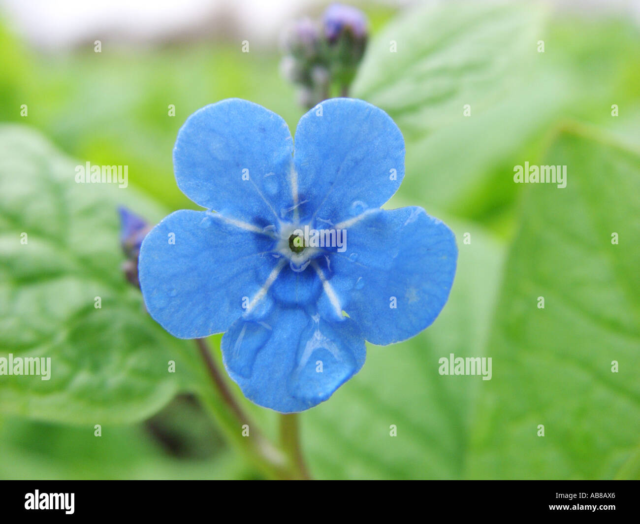 Blue eyed mary flower hi-res stock photography and images - Alamy