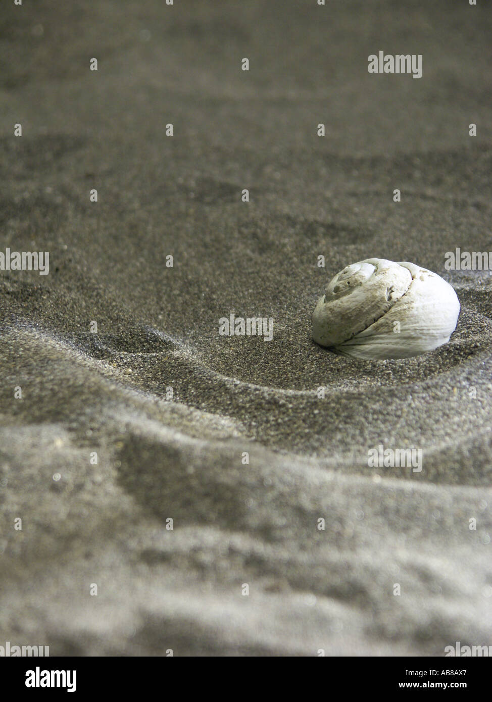 snail-shell in sand Stock Photo - Alamy