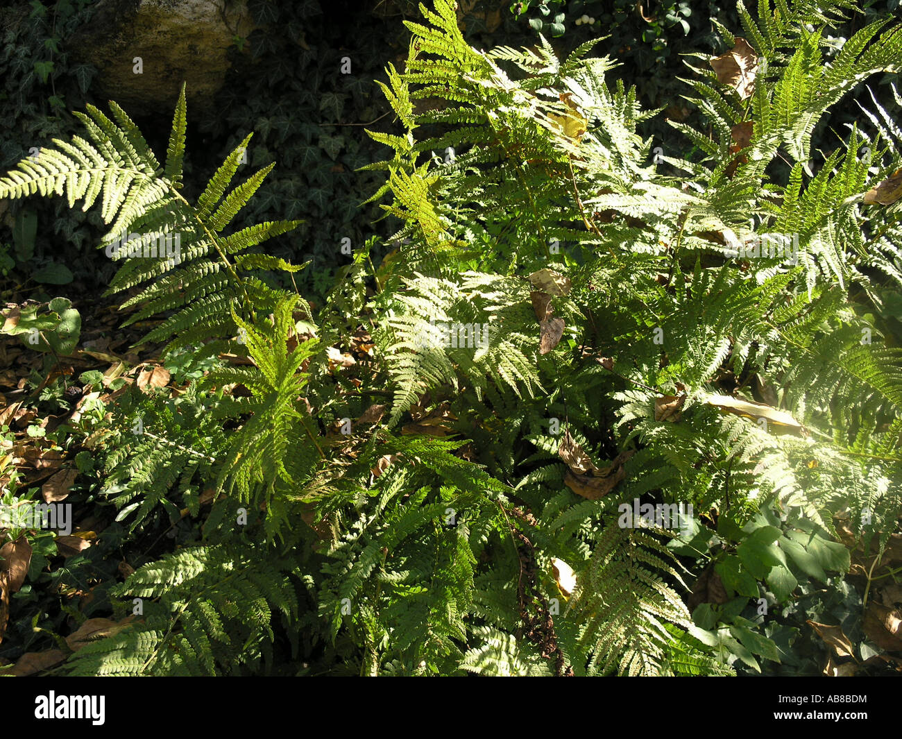 Dryopteris filix mas Stock Photo - Alamy