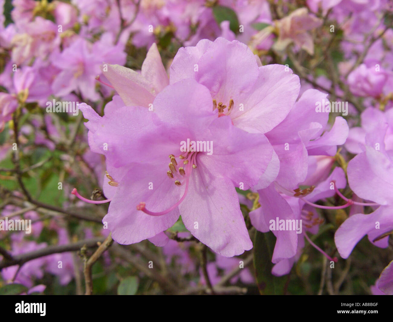 Rhododendron praecox hi-res stock photography and images - Alamy
