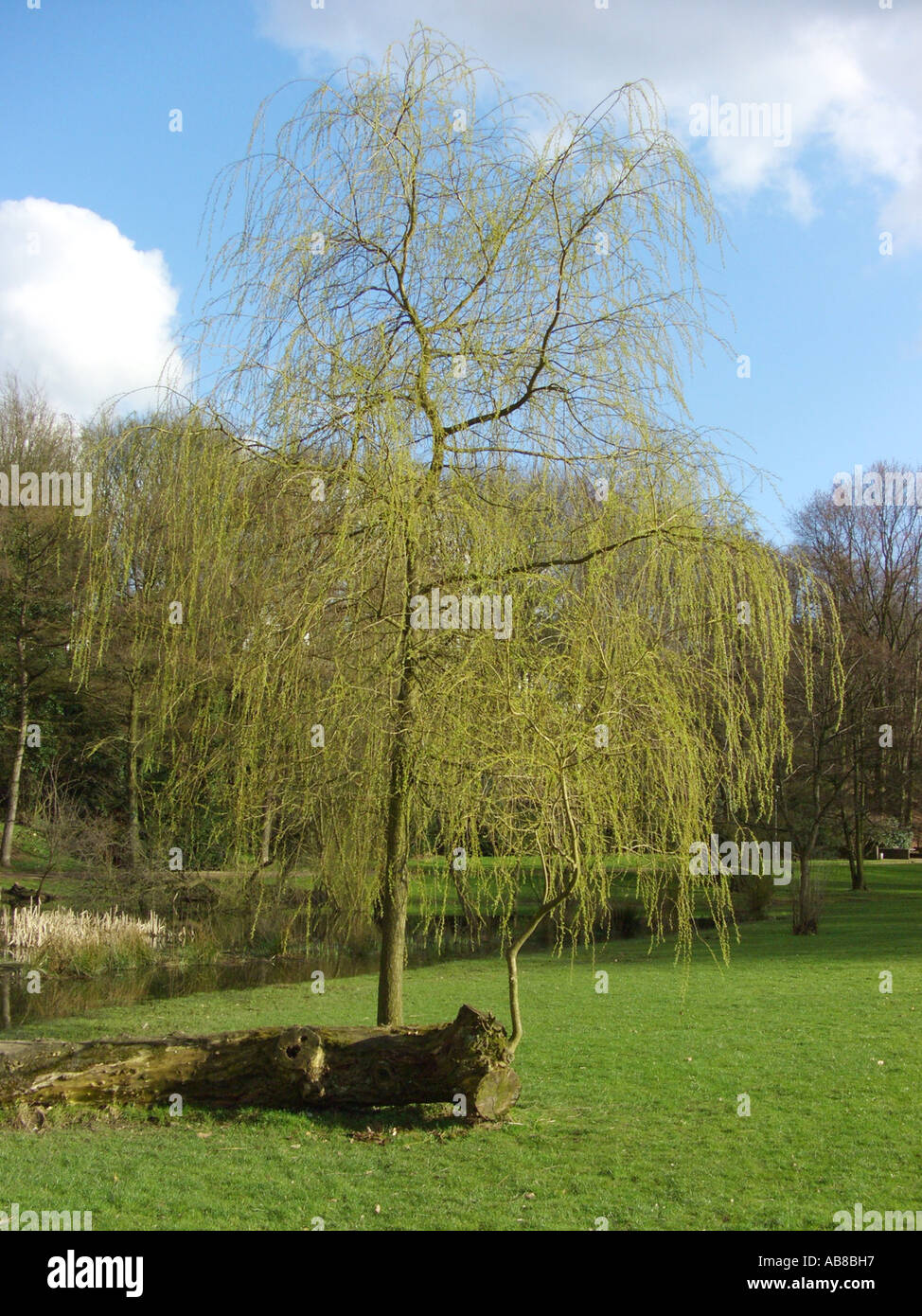 dwarf gray willow (Salix tristis), Tree in an Park in early spring ...
