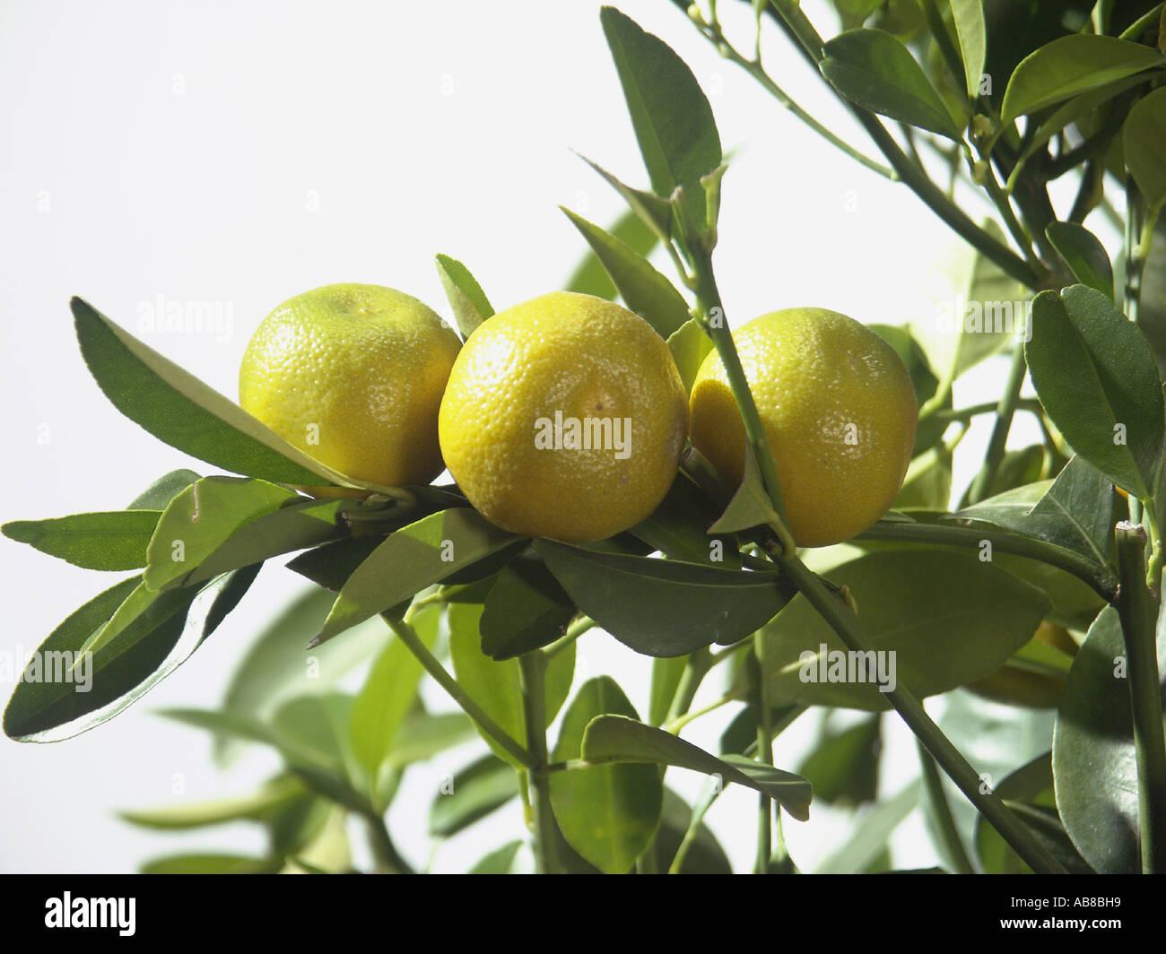 lemon (Citrus limon), lemons on a bush Stock Photo - Alamy