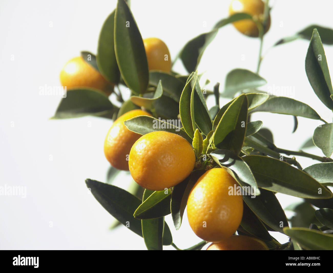 lemon (Citrus limon), lemons on a bush Stock Photo - Alamy