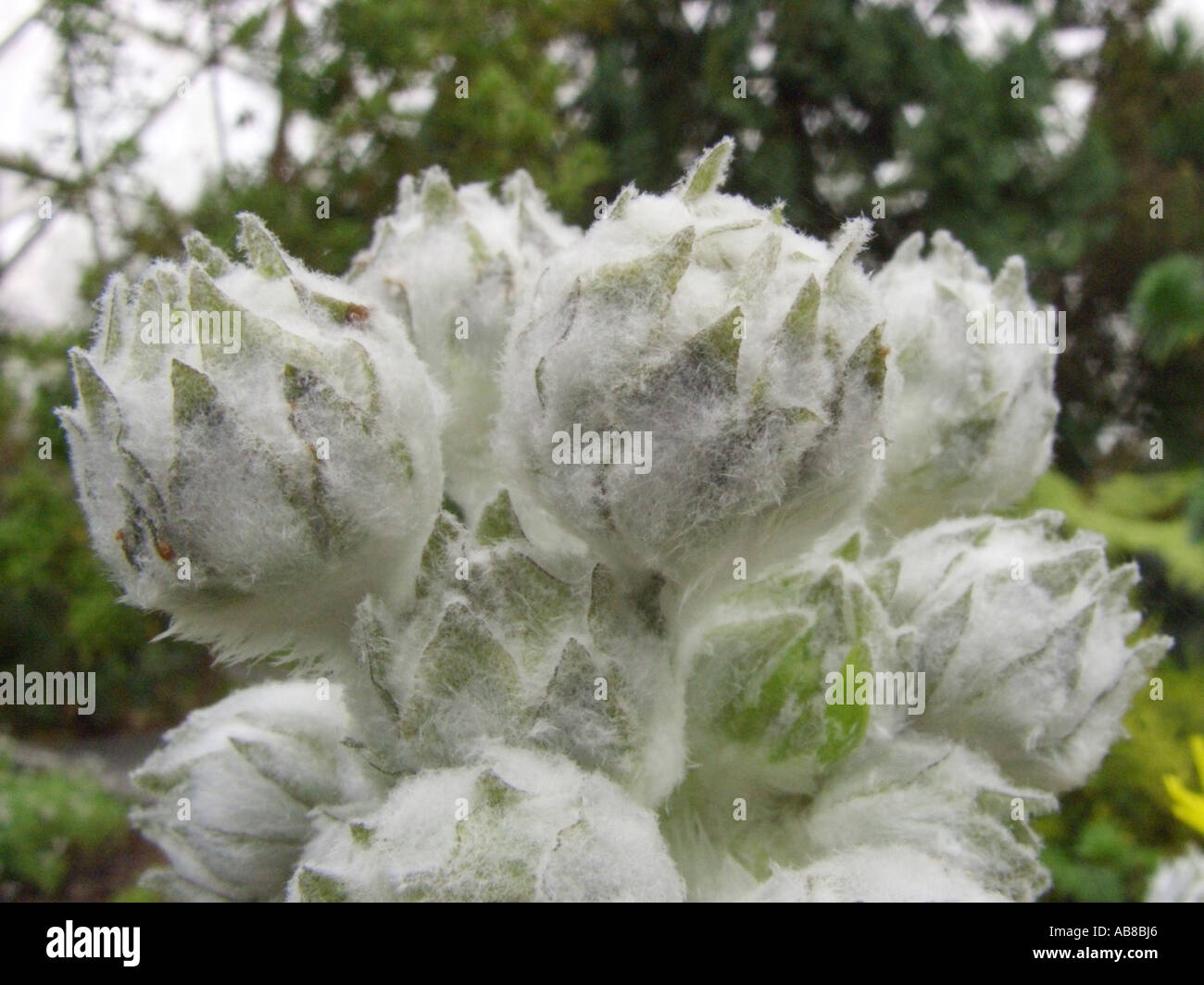 Flower buds sonchus hi-res stock photography and images - Alamy