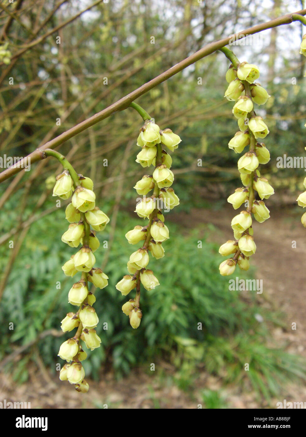 Stachyurus praecox raceme hi-res stock photography and images - Alamy