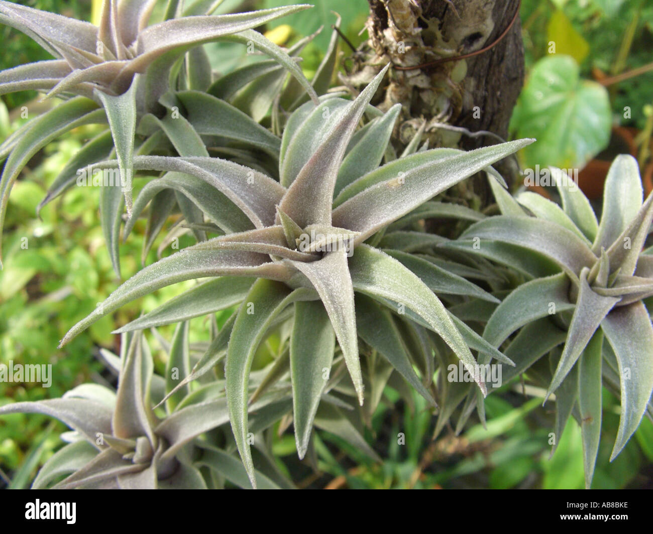 plant epiphytic Tillandsia edithae Stock Photo - Alamy