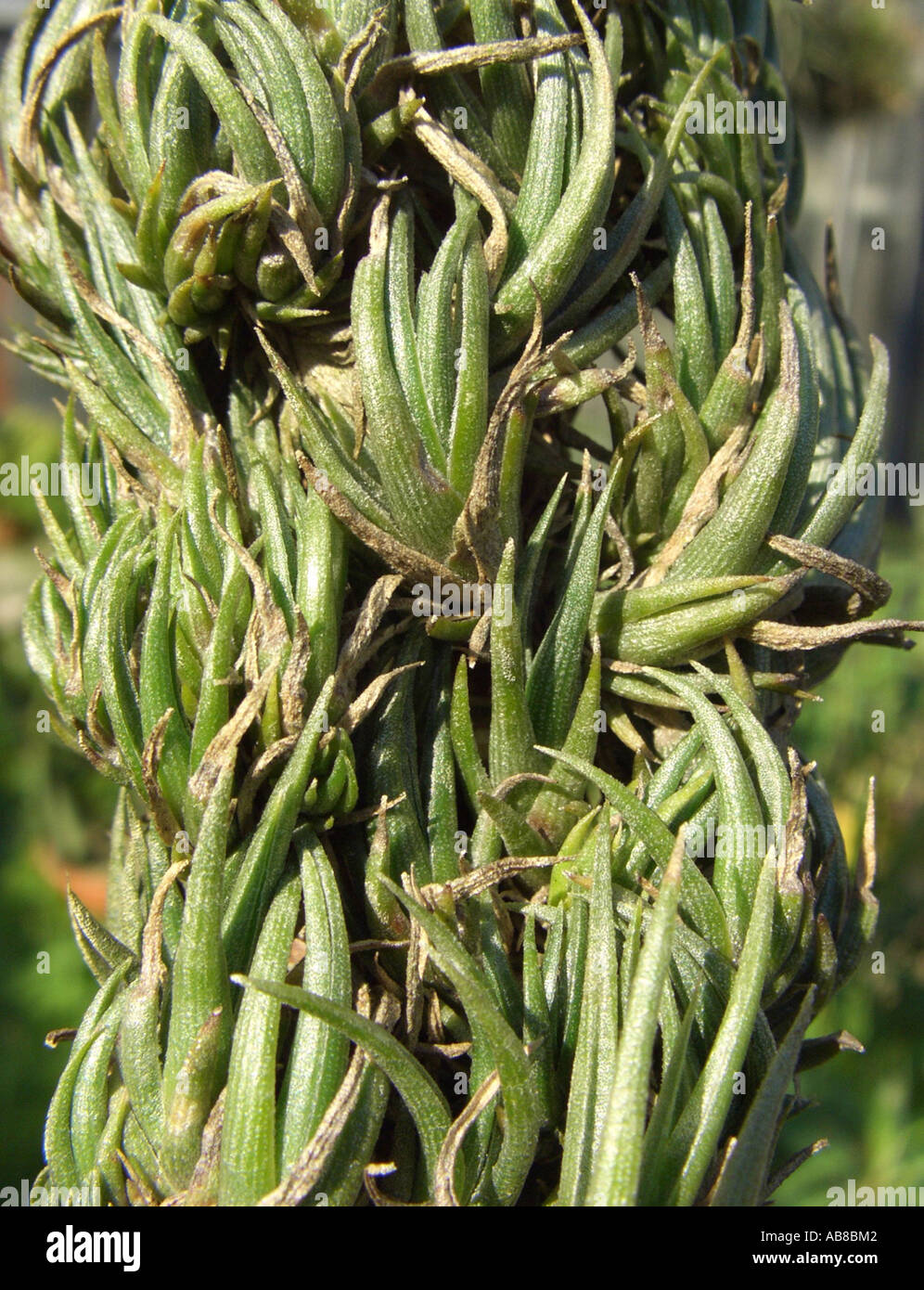 Tillandsia xiphioides plant epiphytic Stock Photo - Alamy