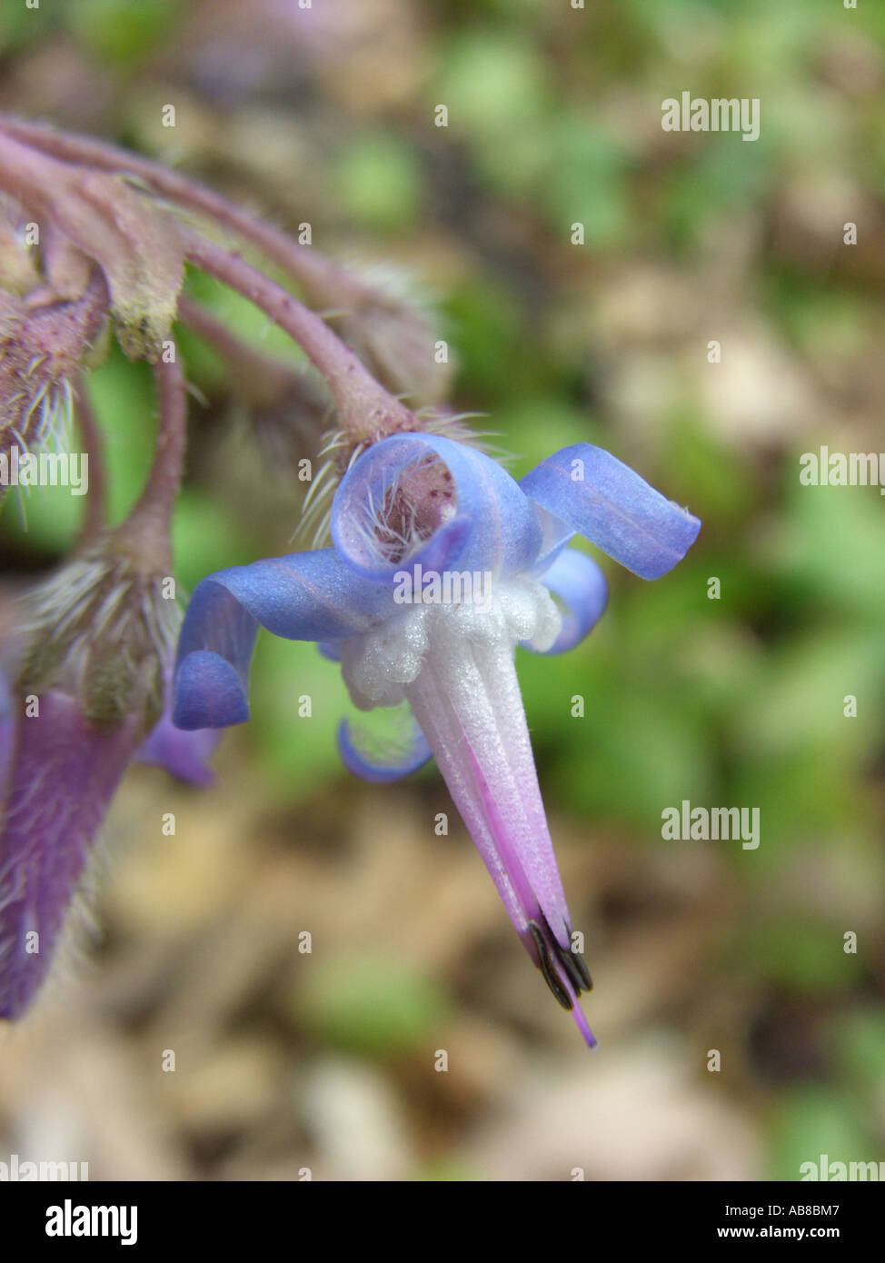 Abraham and isaac hi-res stock photography and images - Alamy