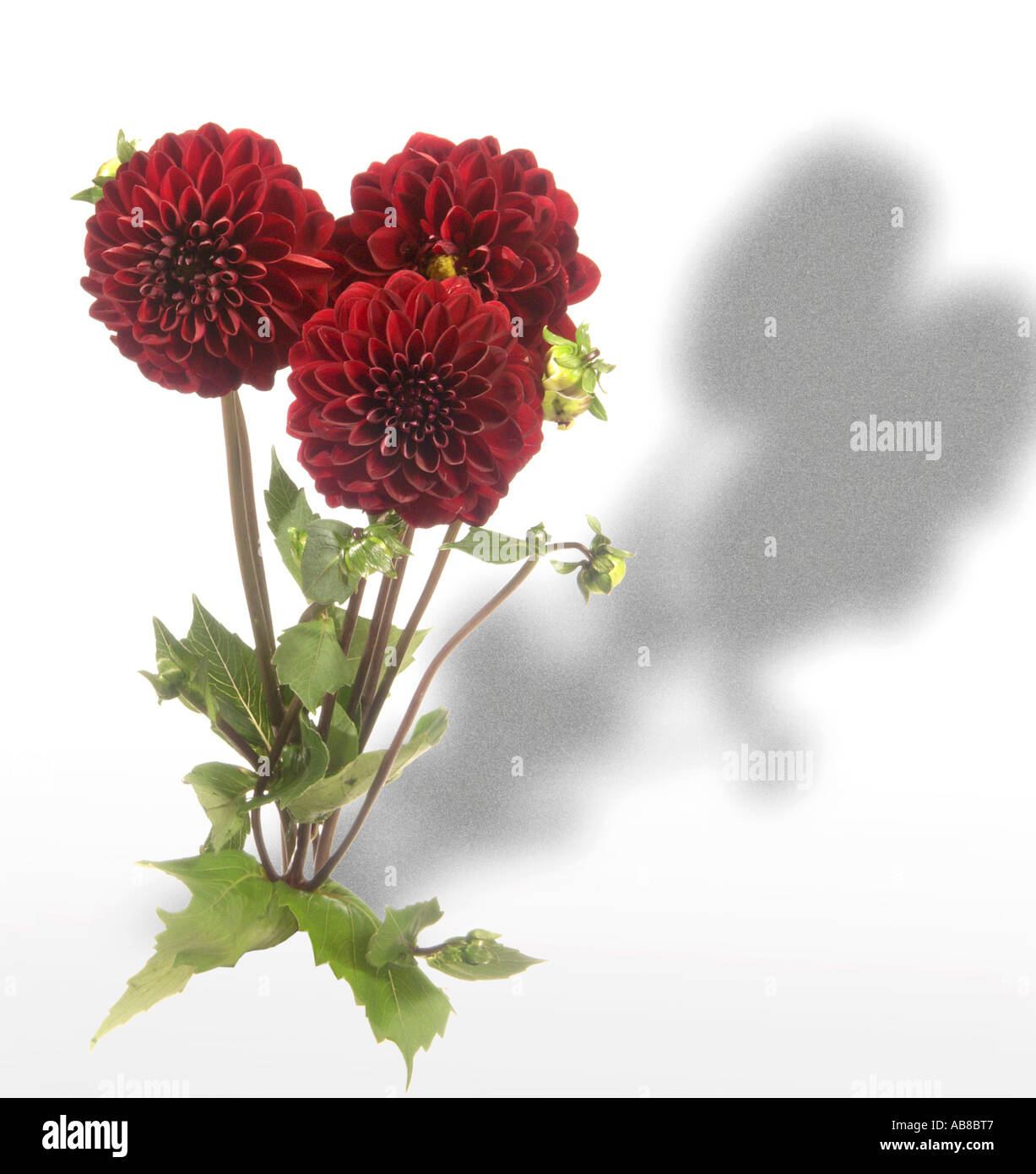 georgina (Dahlia spec.), red bunch of flowers with shadow Stock Photo ...