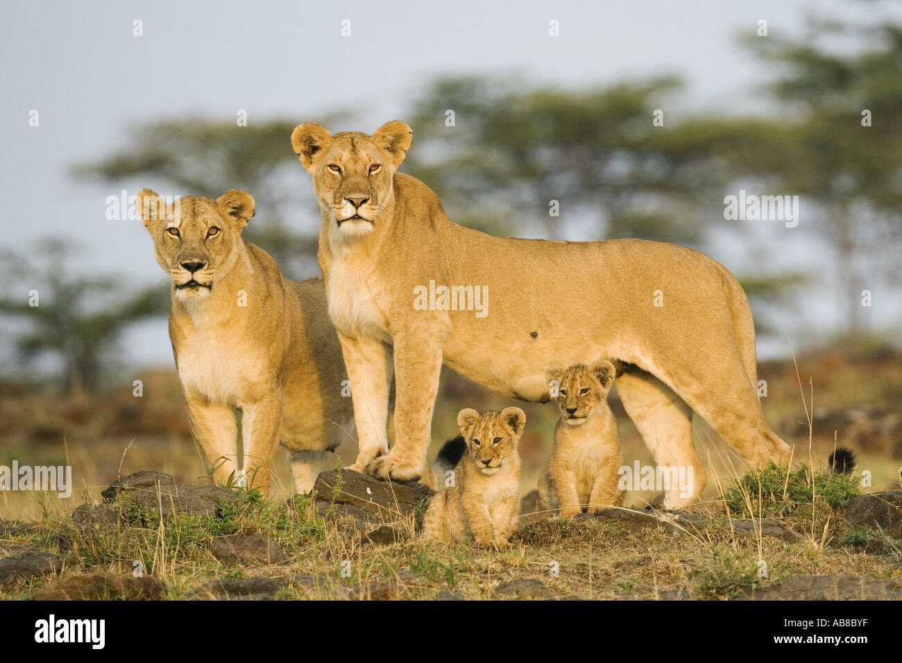 lion (Panthera leo), animal family standing in savanna , Kenya Stock ...