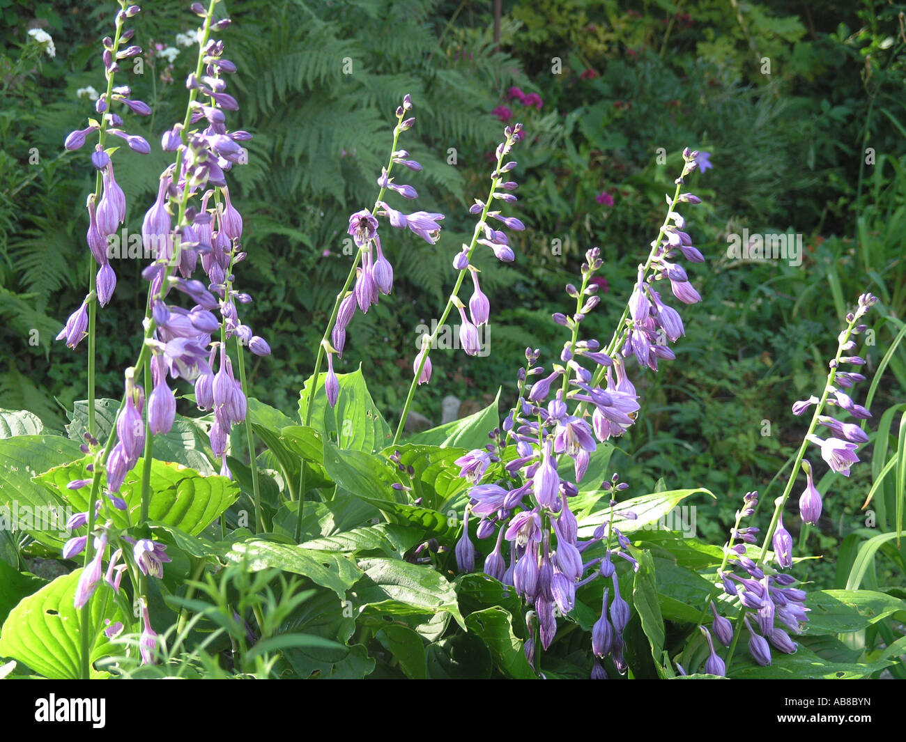 Hostia hi-res stock photography and images - Alamy