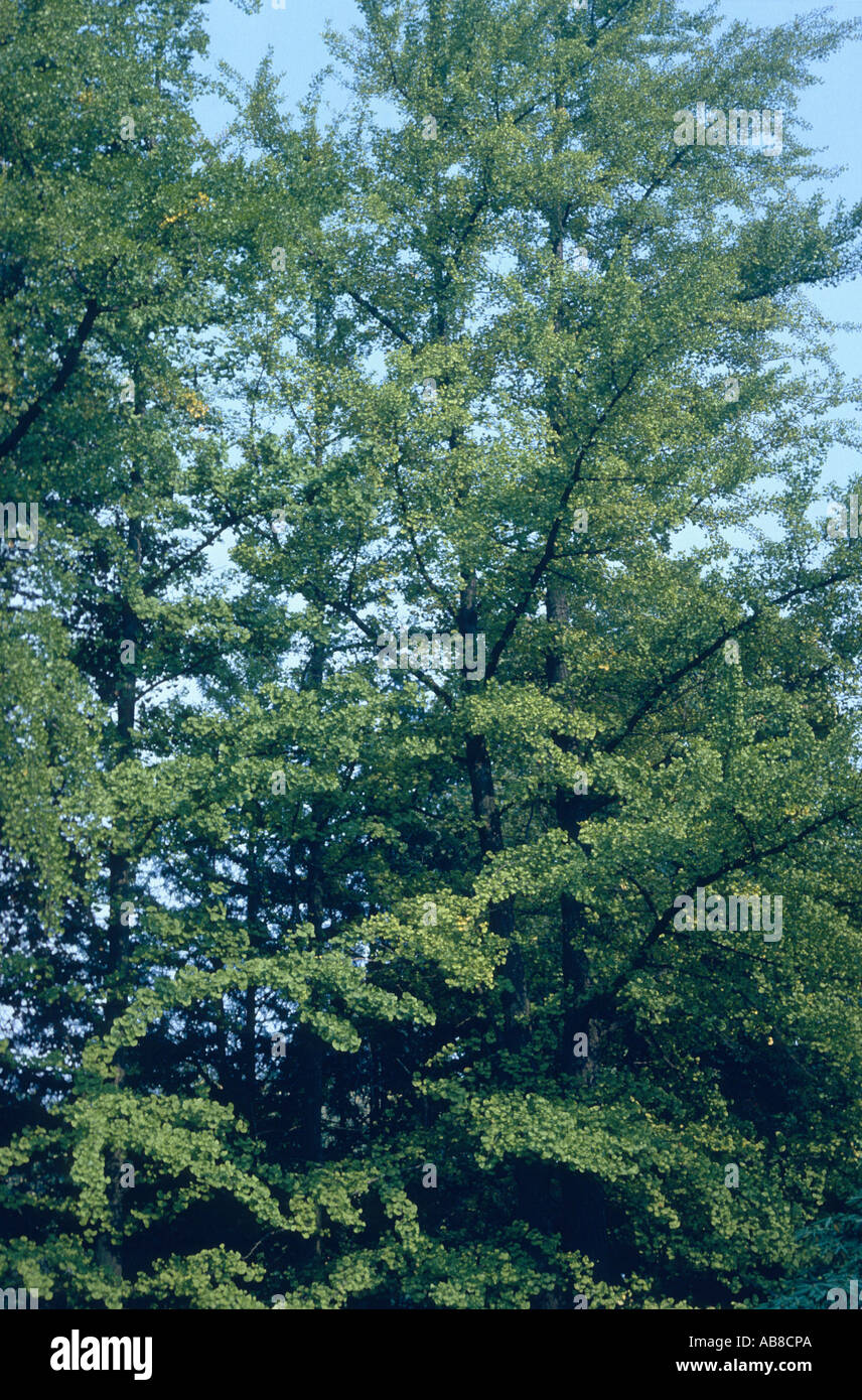 maidenhair tree, Ginkgo Tree, Gingko Tree, Ginko Tree (Ginkgo biloba ...