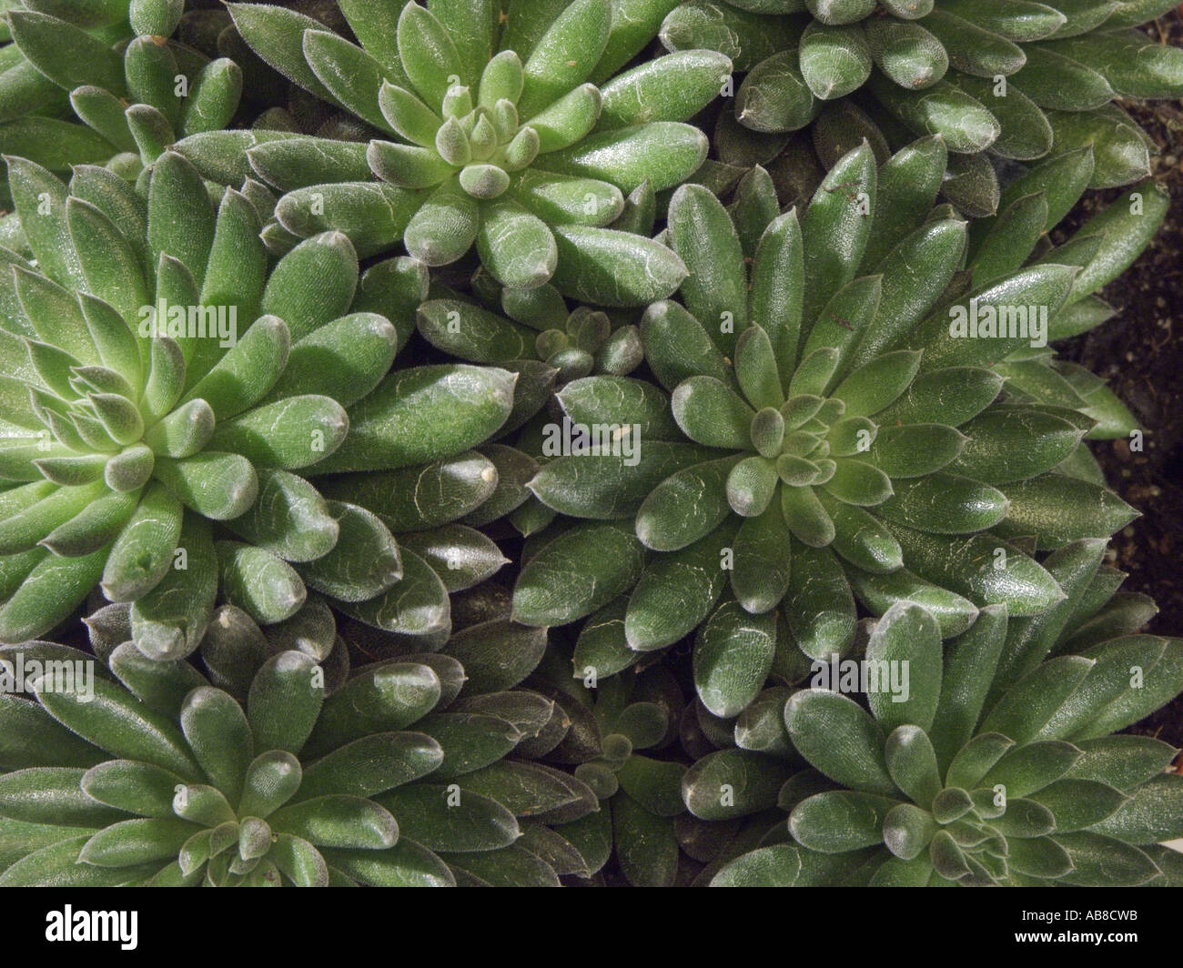 orpine family (Crassulaceae), part, Germany Stock Photo - Alamy