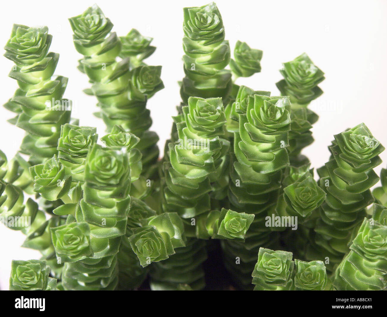 Orpine family crassulaceae hi-res stock photography and images - Alamy