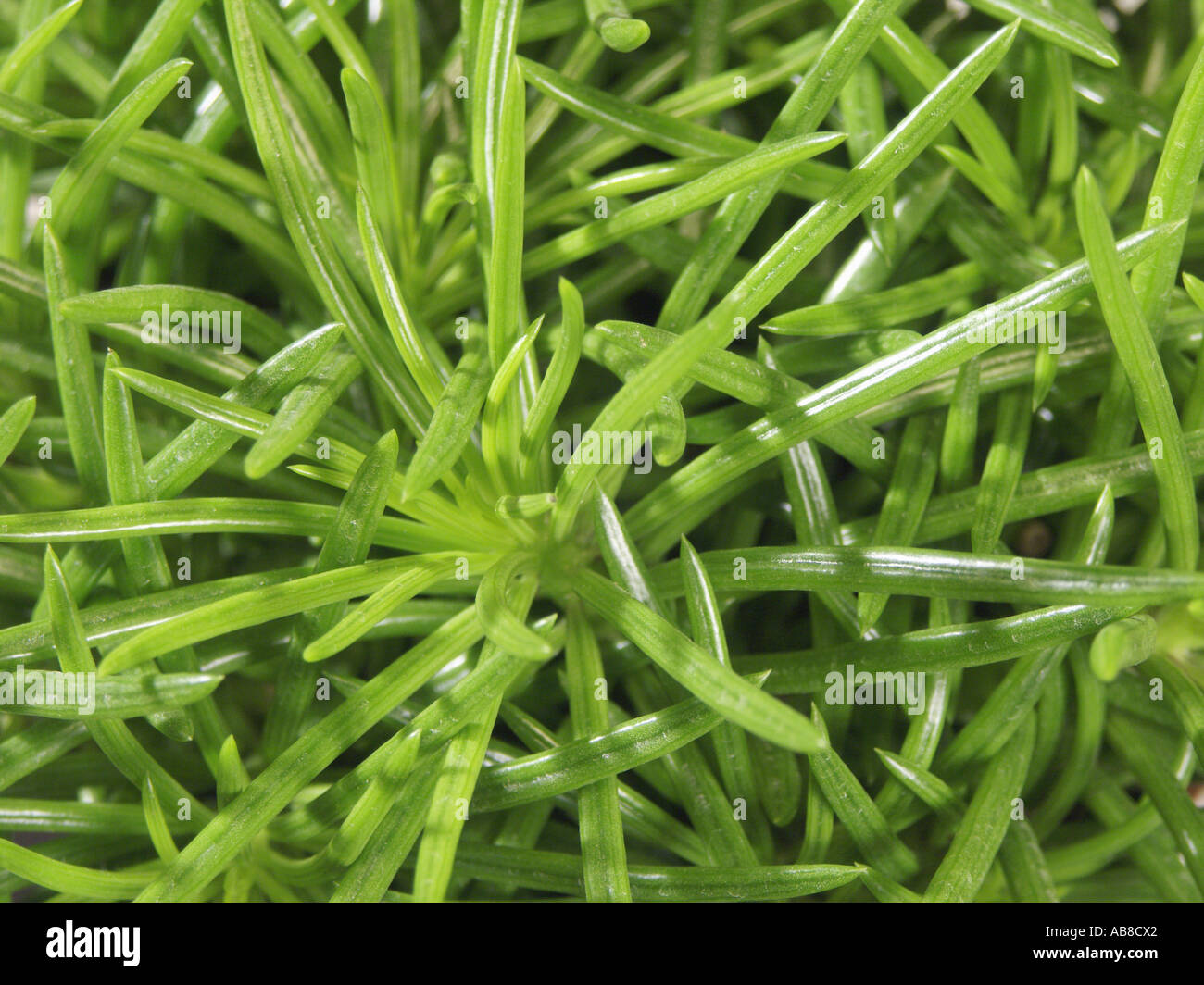 Himalaya Mountain Grass (Senecio 'Himalaya', Senecio himalaya), leaves ...