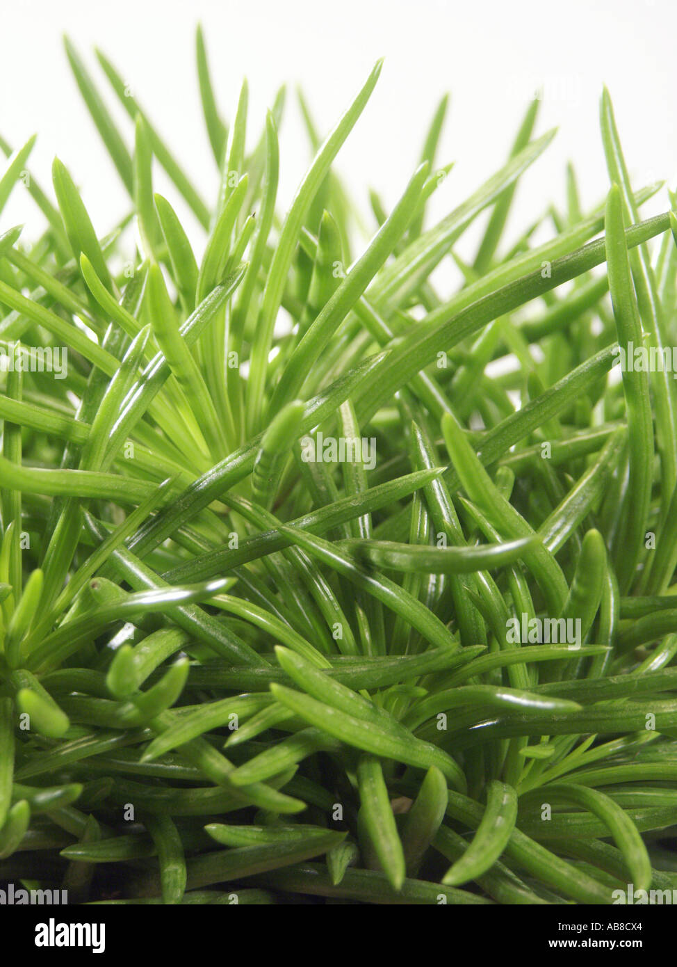 Himalaya Mountain Grass (Senecio 'Himalaya', Senecio himalaya), leaves ...