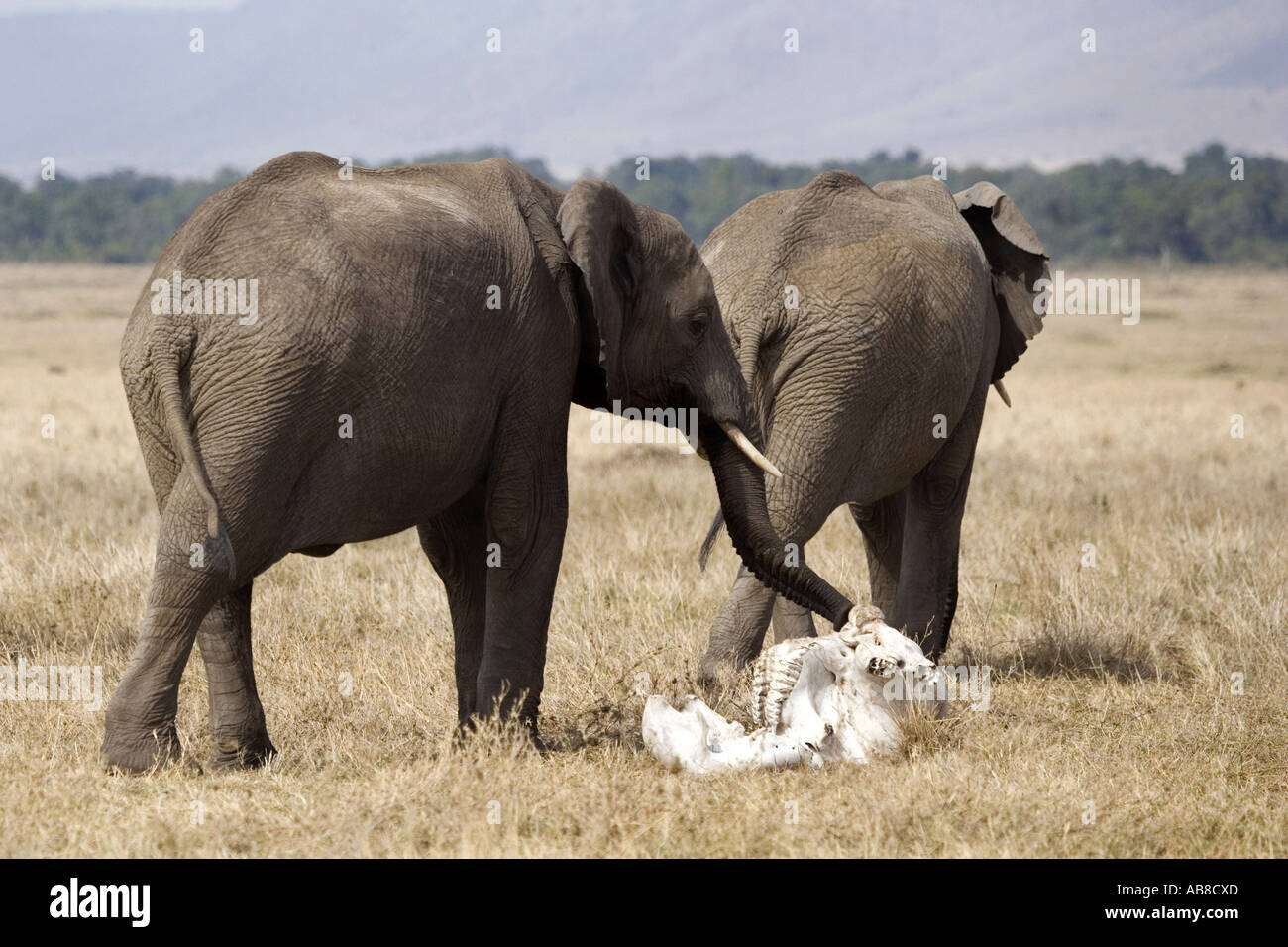 Elephants bone hi-res stock photography and images - Alamy