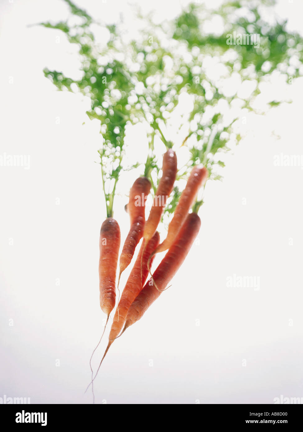 Six carrots hi-res stock photography and images - Alamy