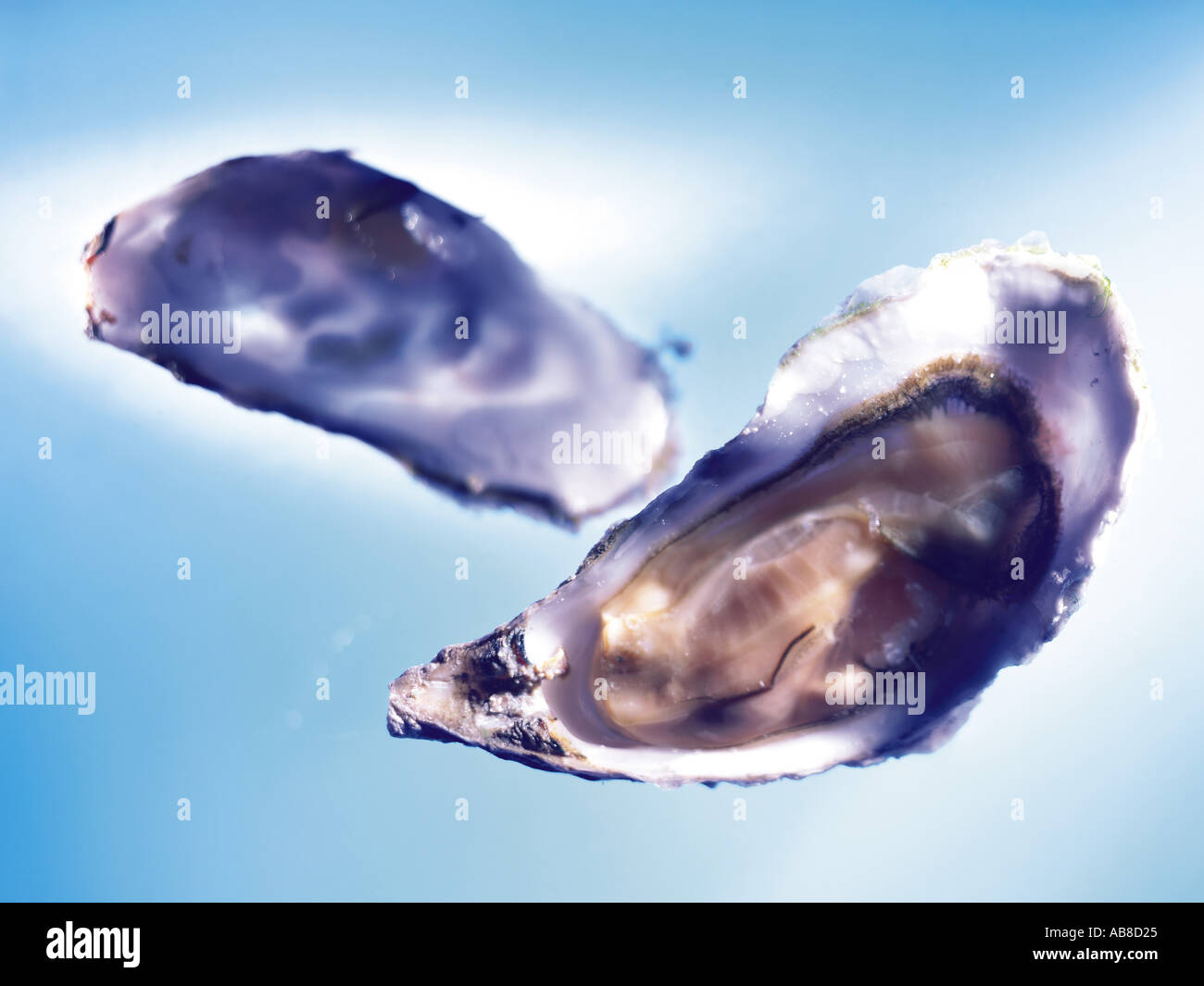 Blue point oyster hi-res stock photography and images - Alamy