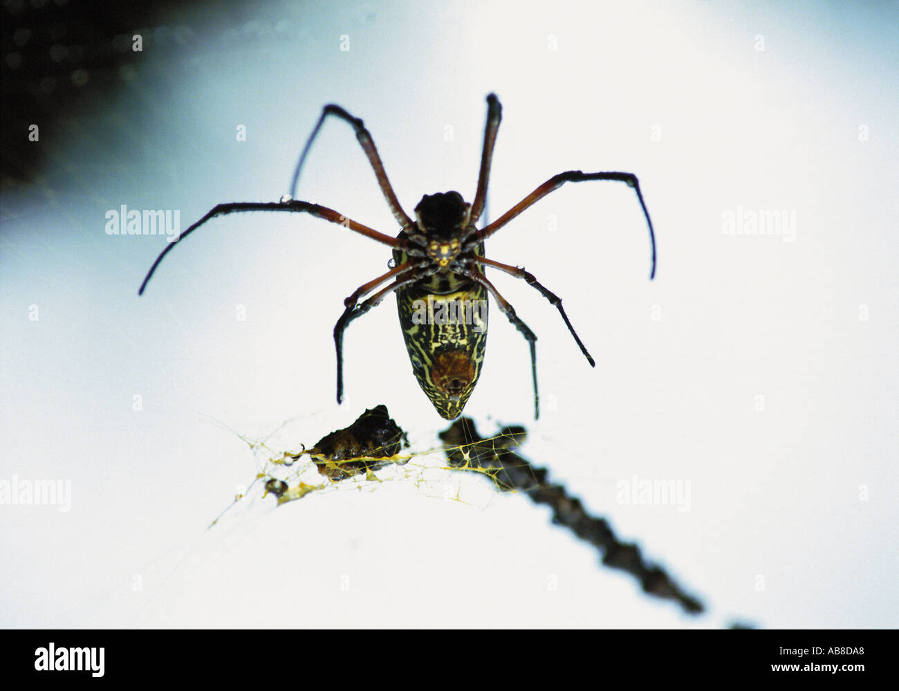 Arachnid anatomy hi-res stock photography and images - Alamy