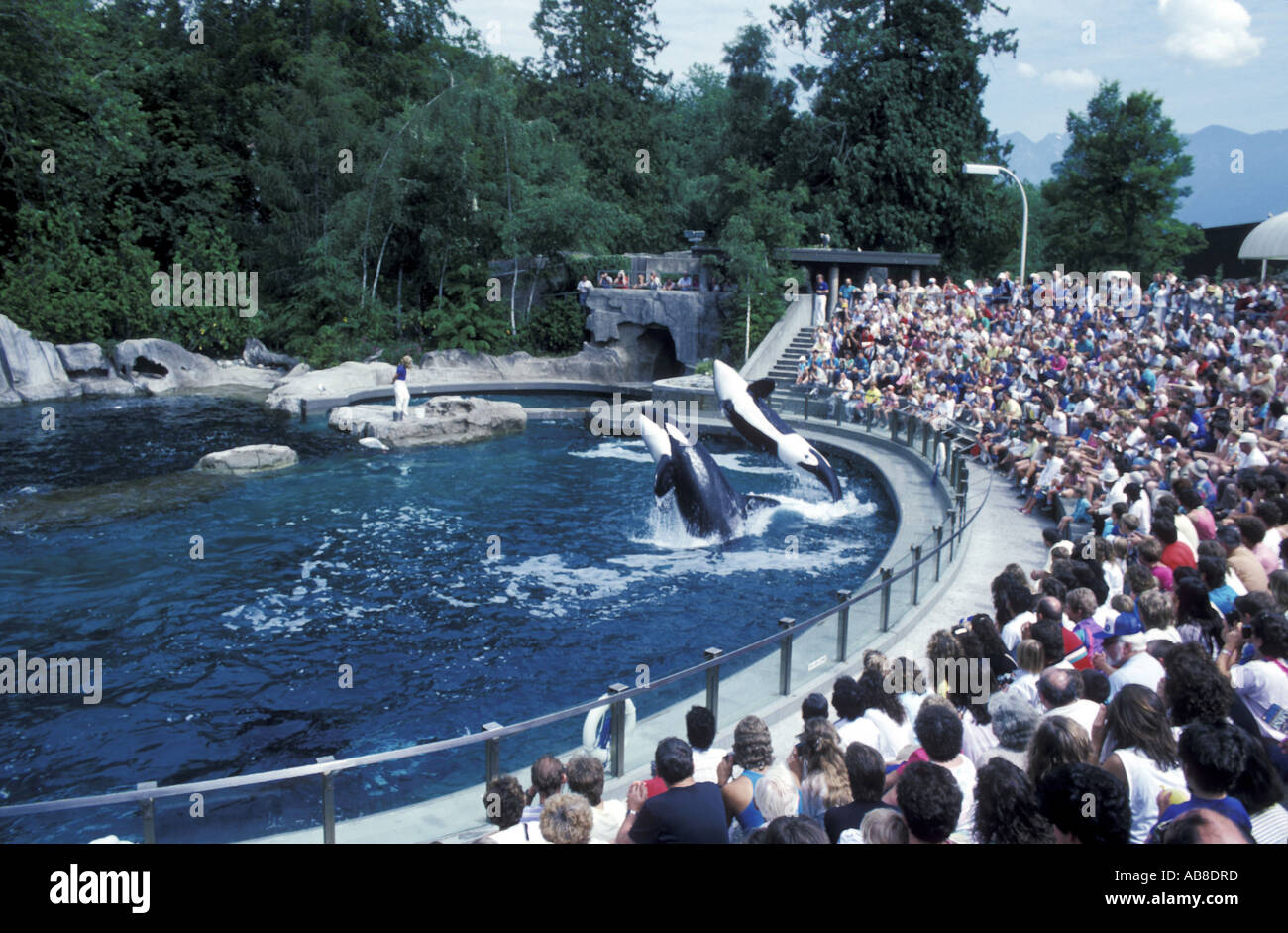 orca, great killer whale, grampus (Orcinus orca), orcas in aquarium in ...
