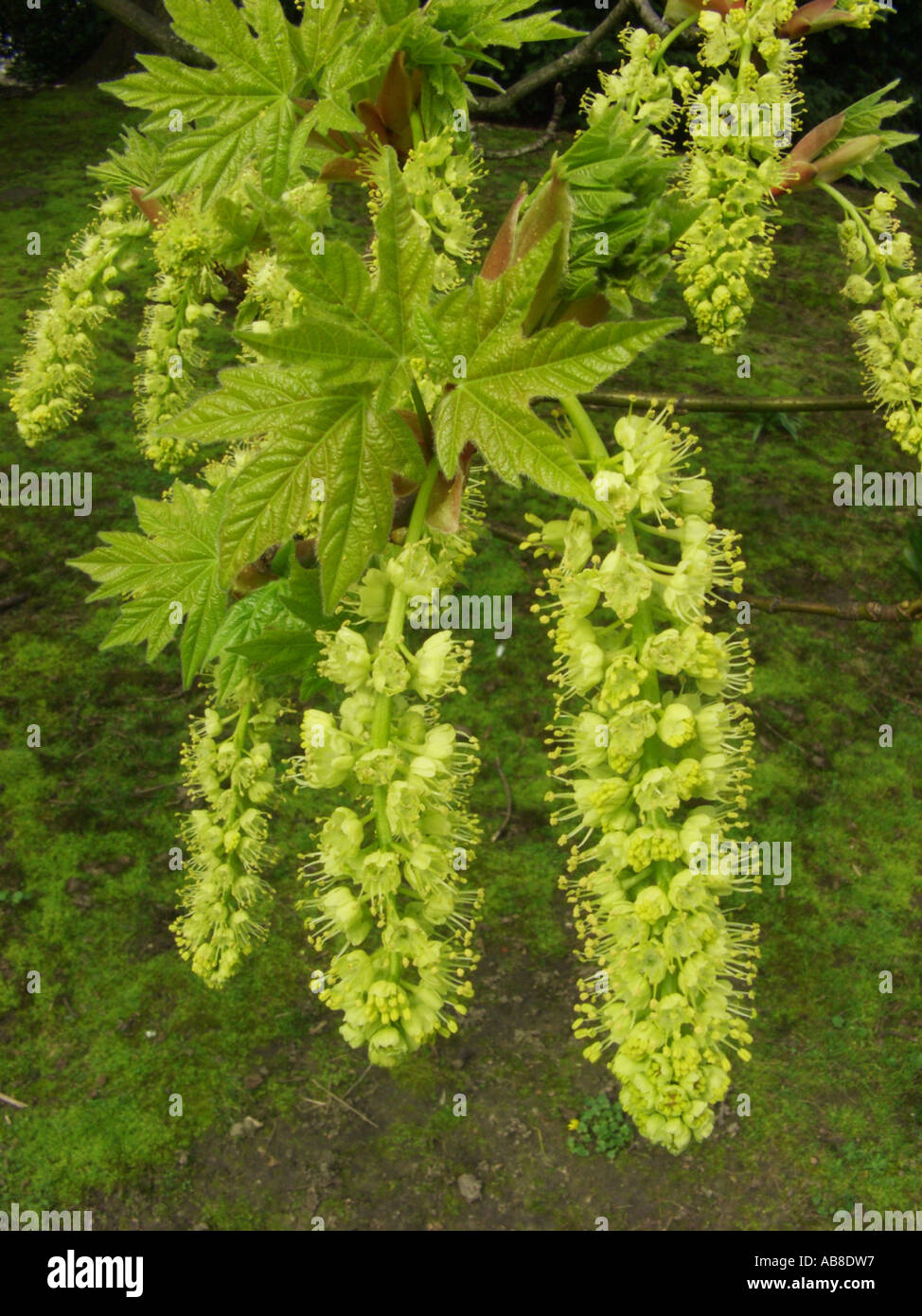 bigleaf maple, Oregon maple, common maple (Acer macrophyllum ...
