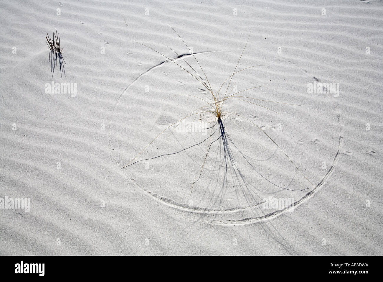 Wind tracks in Gypsum sand in great wave-like dunes, USA, New Mexico ...