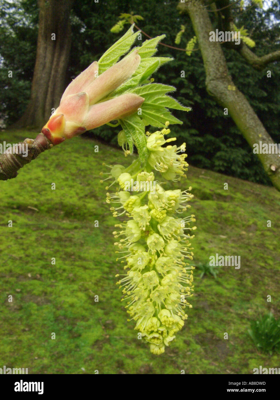 bigleaf maple, Oregon maple, common maple (Acer macrophyllum ...