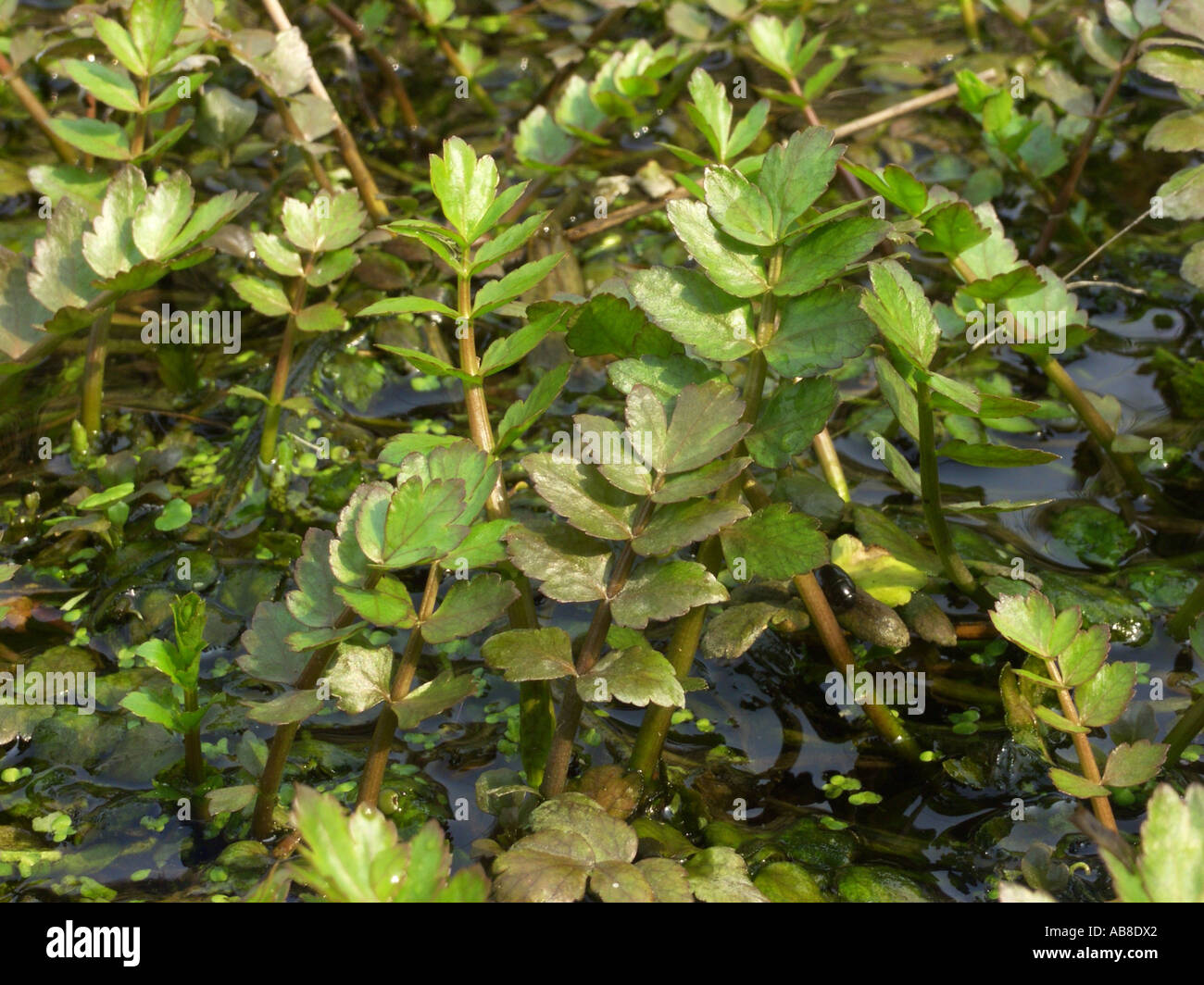 lesser water-parsnip, wild parsnip (Berula erecta), springshoot in a ...