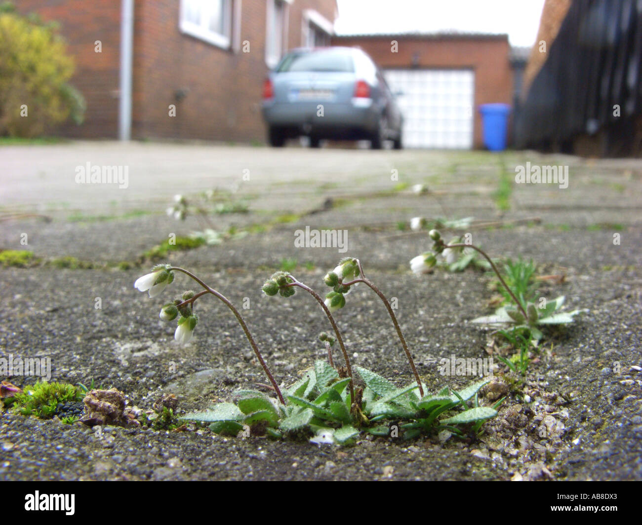 common whitlow grass (Erophila verna), plants on a pavement with a car ...