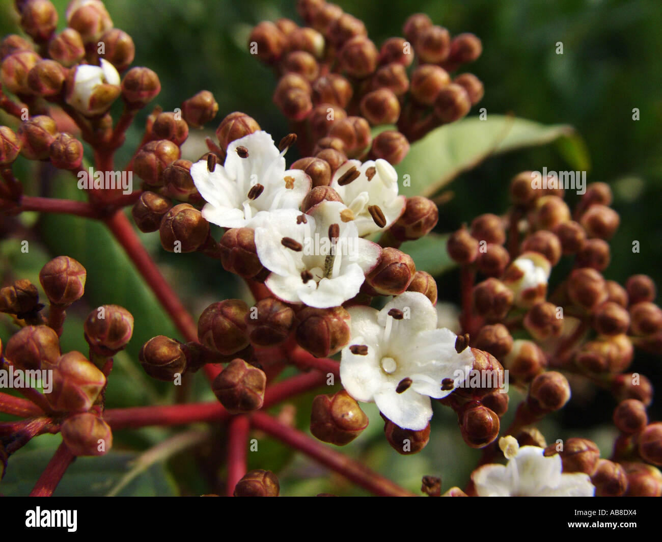 Viburnum tinus flowering hi-res stock photography and images - Alamy