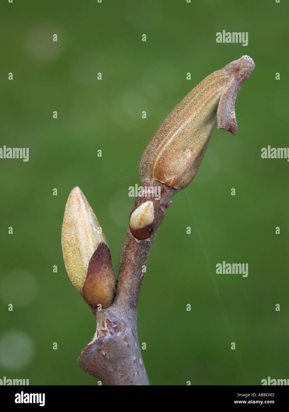 Pecan (Carya illinoiensis, Carya pecan), buds Stock Photo - Alamy