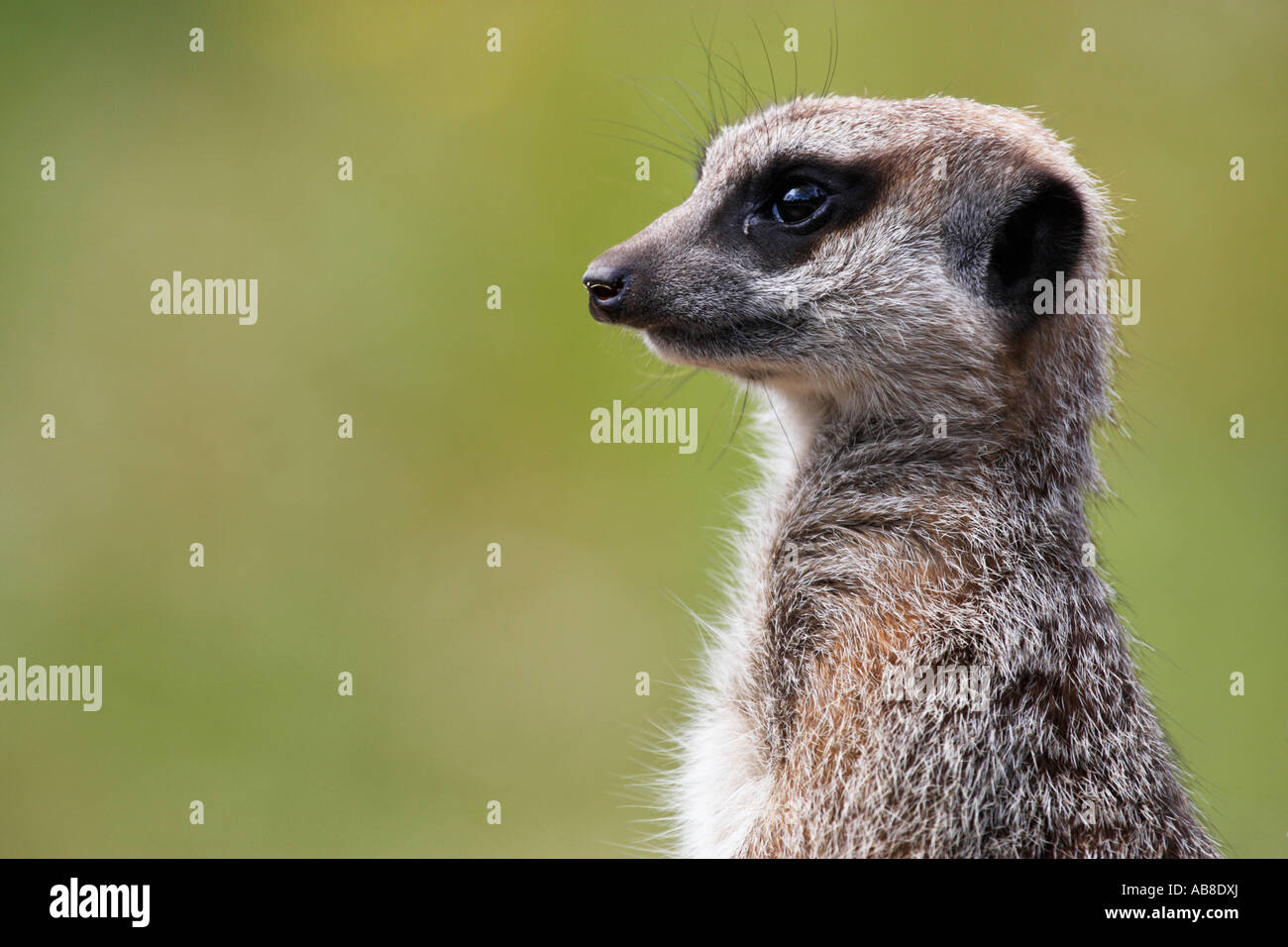 meerkat looking out Stock Photo - Alamy