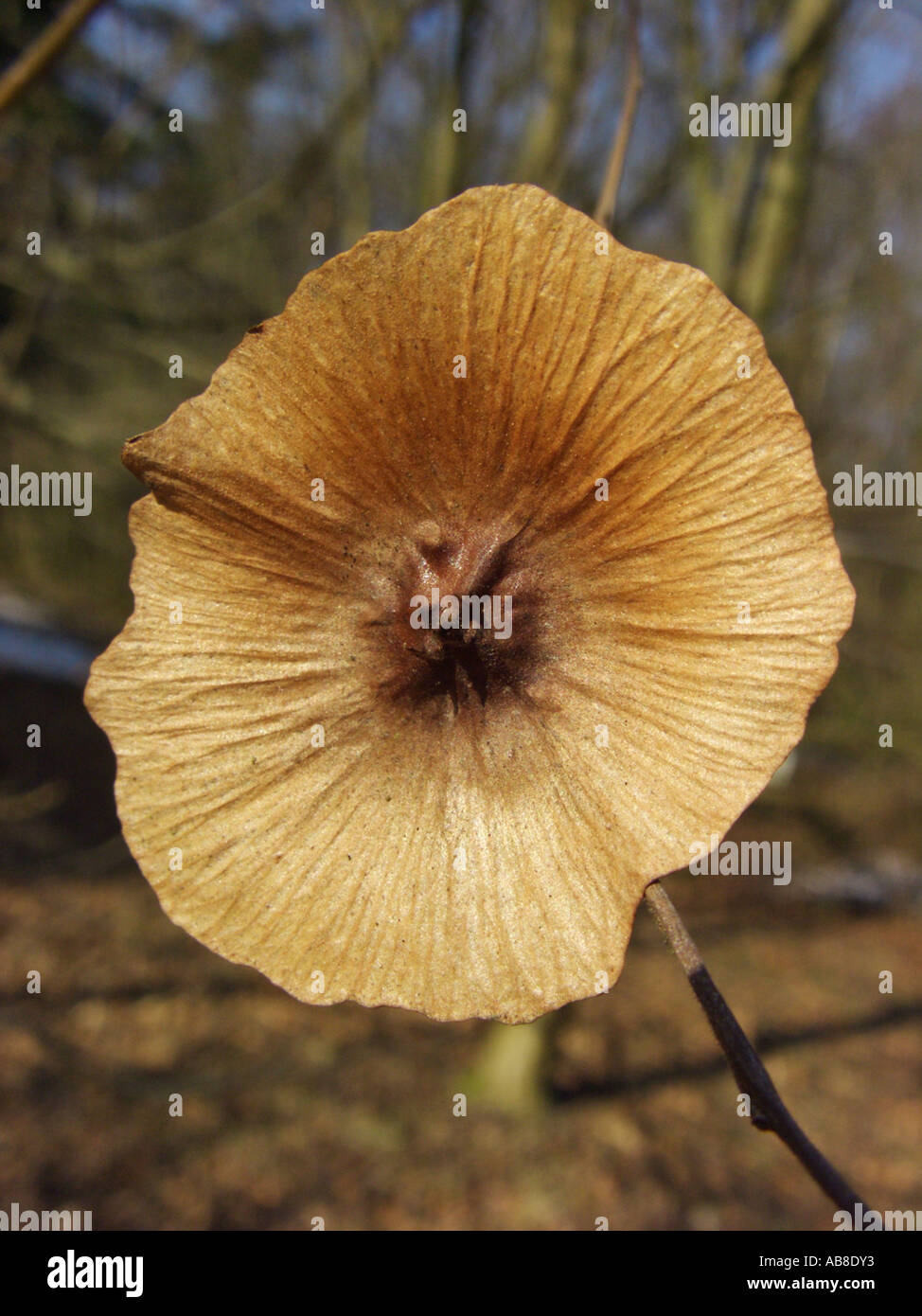 Cyclocarya (Cyclocarya paliurus, Pterocarya paliurus), fruit, samara ...
