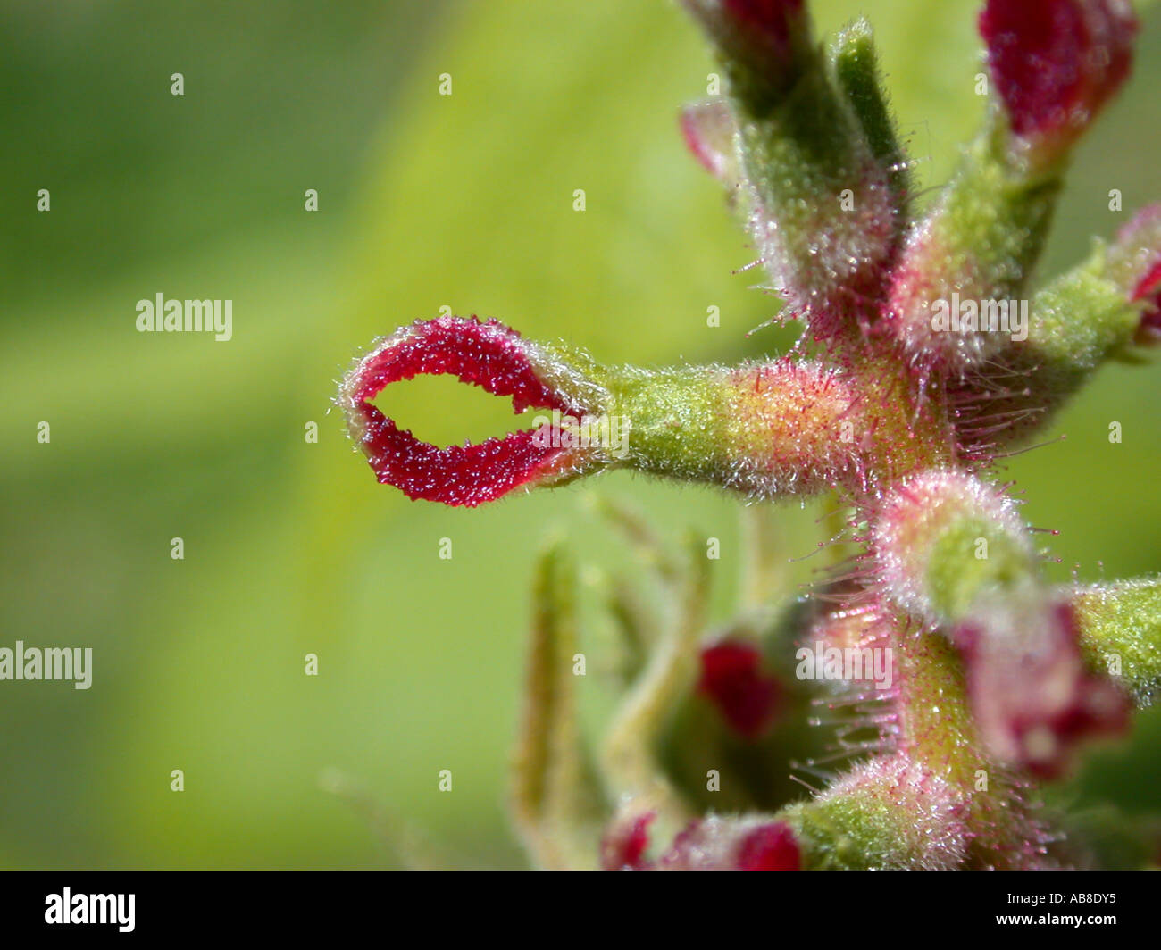 Japanese Walnut (Juglans ailantifolia), female flower Stock Photo - Alamy