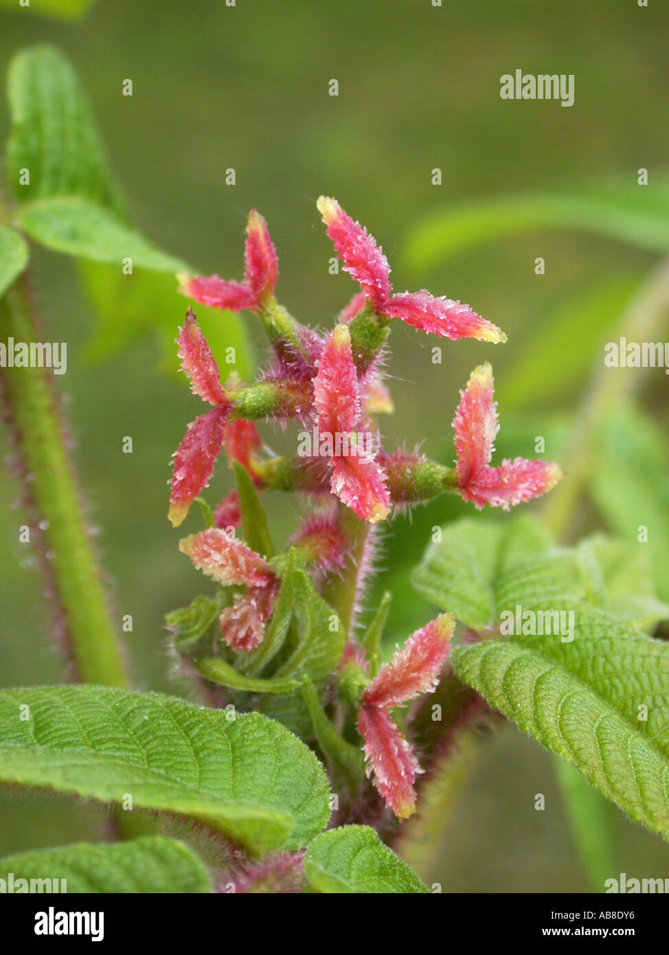 Japanese Walnut (Juglans ailantifolia), female inforescence Stock Photo ...