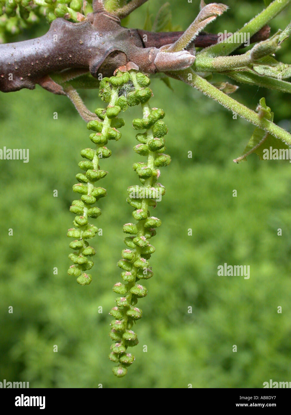 Californian Walnut (Juglans californica), male inflorescences, catkins ...