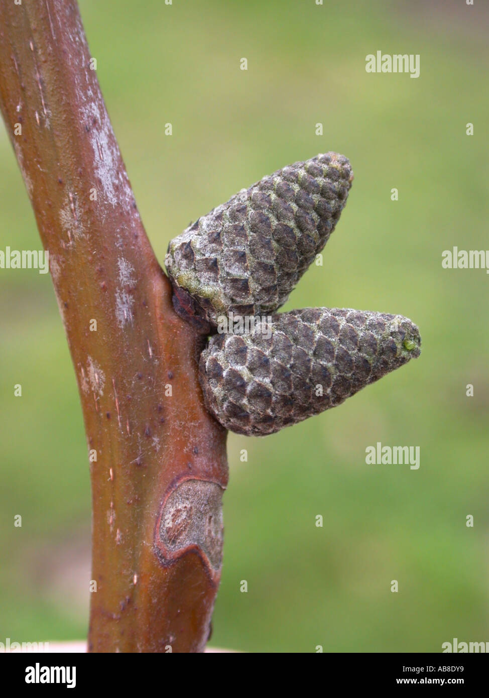 walnut (Juglans regia), buds of male inflorescences Stock Photo - Alamy