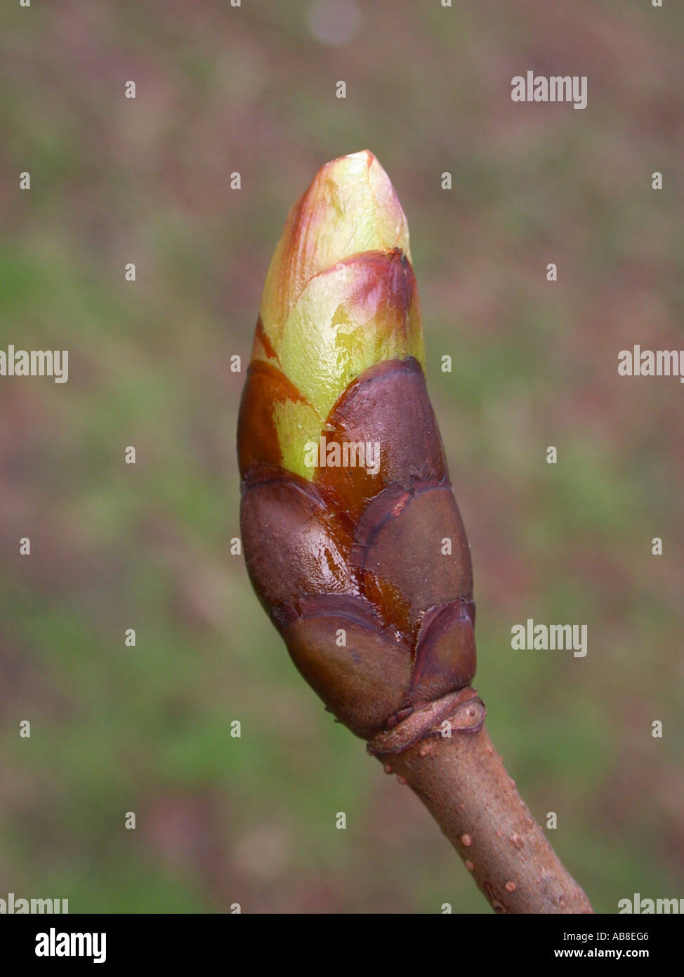 common horse chestnut (Aesculus hippocastanum), bud Stock Photo - Alamy